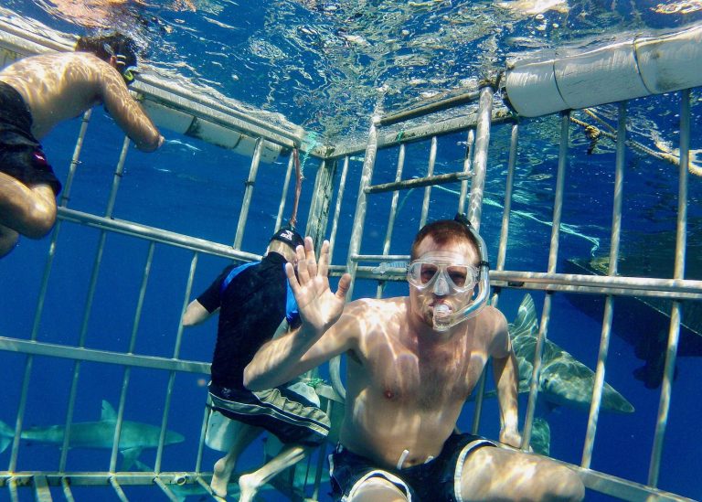 Shark Cage Diving - Swim with Sharks in Oahu